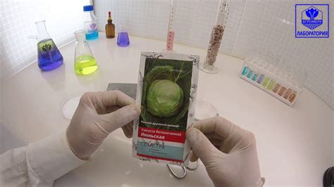 Капуста белокочанная Июньская Семетра Поиск Youtube