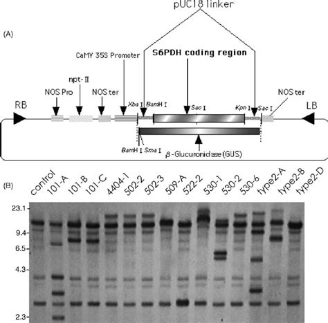 Physical Map Of T Dna In Binary Plasmid Vector Pbi121 Fbl And Dna Blot