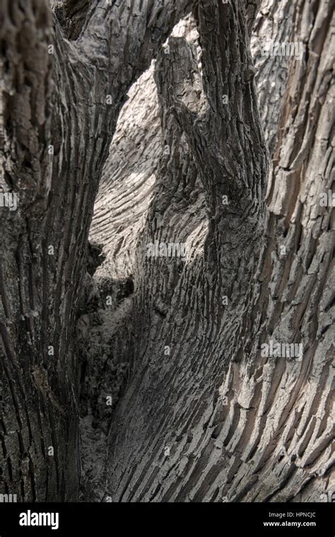 Structure Of A Tree Trunk Stock Photo Alamy