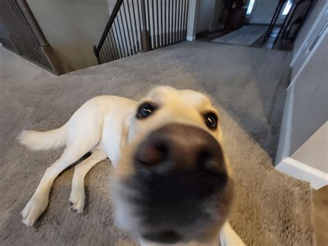 Eveytime I Try To Get A Close Up Photo Of My Dog He Tries To Eat My