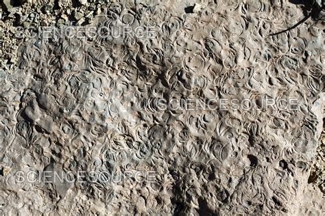 Limestone Fossils Stock Image Science Source Images