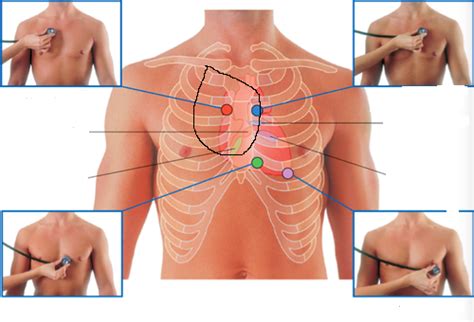 Heart Flashcards Quizlet