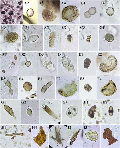 Fungal Spores