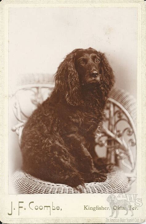 Tweed Water Spaniel