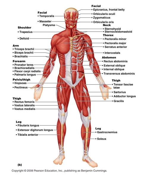 Muscles Diagram Labeled Diagram Muscular System Back Labeled