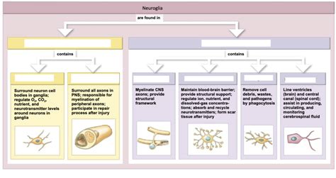 Classification Of Neuroglia Diagram Quizlet