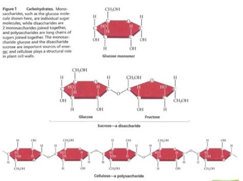 Biology Exam 28 09 2022 Molecular Biology Flashcards Quizlet