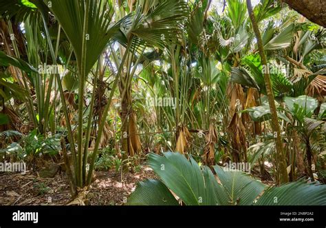 Coco De Mer Palm Tree In Vallee De Mai Praslin Island Seychelles