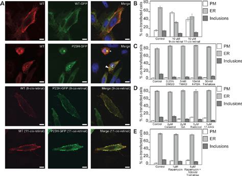 Retinoids Alleviate The Dominant Negative Effect Of P23h Rod Opsin On