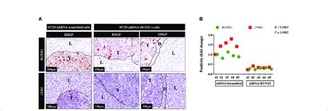 Runx1 Knockdown In The Cancer Cells Attenuates Neutrophil Infiltration