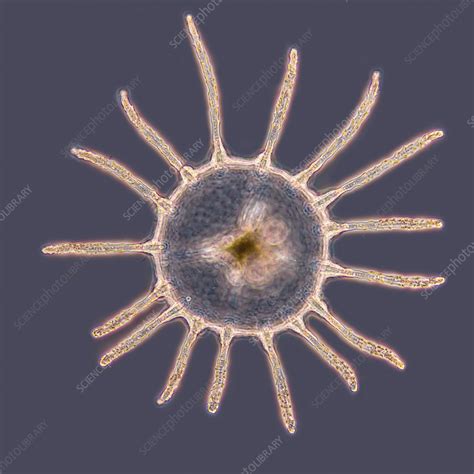 Obelia Hydroid