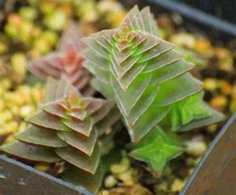 多肉植物叶片发软发皱 赶紧浇水 图片 PenJing8 盆景吧