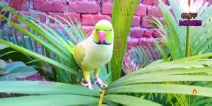 Noor Ki Noori Indian Webseries Episode Tnaflix Com