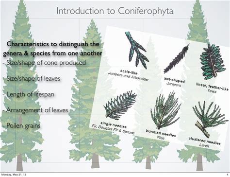 Coniferophyta