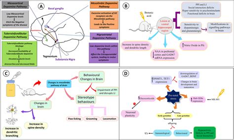 A Pathophysiology Of Schizophrenia According To Dopamine Hypothesis B