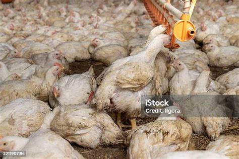 고기 닭 케이지 무료 워크샵 에서 가금류 농장 시골 지역 근접 촬영 가금류에 대한 스톡 사진 및 기타 이미지 가금류 건강한 식생활 고기 Istock