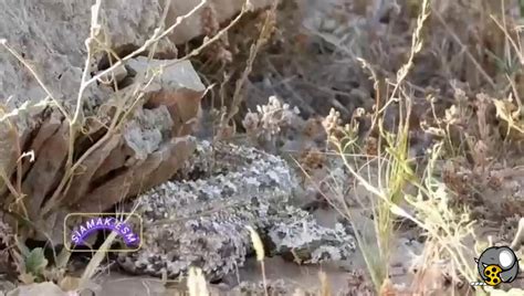 🎥 ثبت گونه نادر مار افعی دم عنکبوتی در شهرستان گیلان غرب اردیبهشت 1403