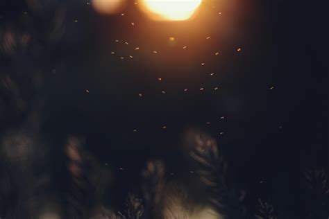 많은 꿀벌이 날아다니는 가로등의 흐릿한 사진 사진 Unsplash의 무료 키예프 이미지