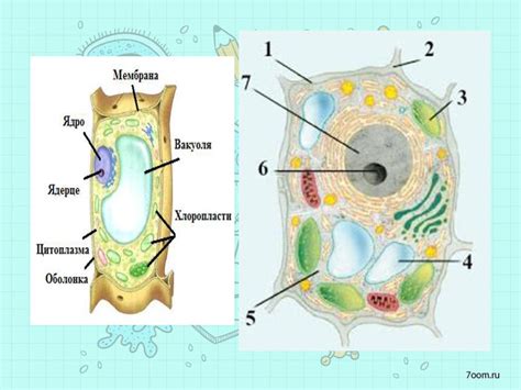 Презентація Клітина