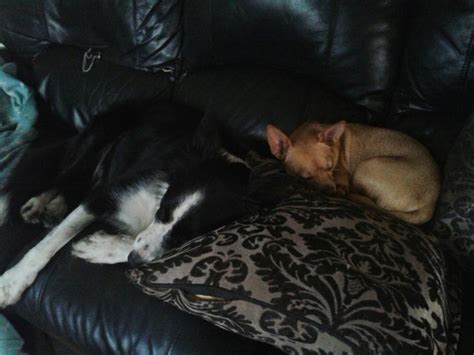 Épinglé Par Wendy Drake Sur Ben Ruby And Friends 1