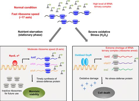 The Effect Of Ribosome Speed On Stress Defense Response Of Escherichia Download Scientific