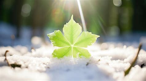 Leaf Snowflake Sun Premium Ai Generated Image