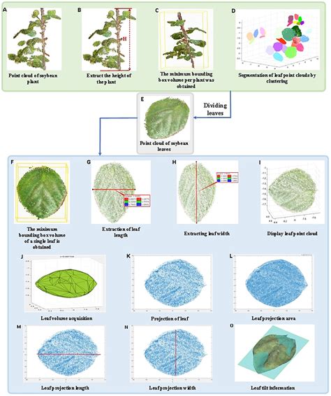 Frontiers Extraction Of Soybean Plant Trait Parameters Based On Sfm