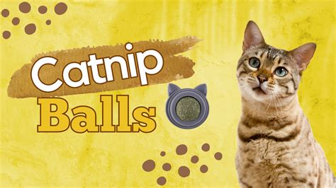 Catnip Balls A Whisker Licking Adventure For Your Purr Fect Playmate
