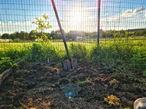 Больше помидоры в теплице сажать не будем Только вокруг ведра и только в открытый грунт Дом с