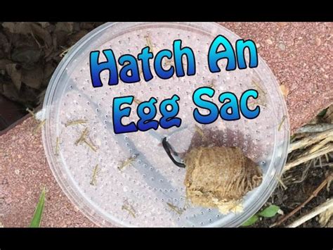 Praying Mantis Eggs Hatching Video Praying Mantid Egg Cases