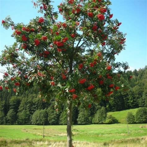 Sorbus Aucuparia Beechmount Garden Centre