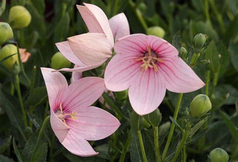Seeds Balloon Flower Mix Platycodon Chinese Bellflower Perennial
