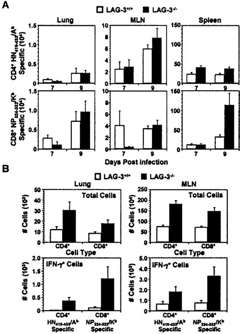 Lag 3 Mice Have A Larger Memory T Cell Pool Following A Viral