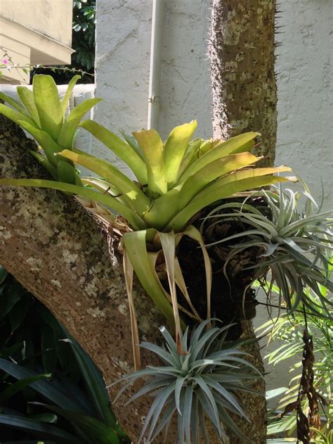 11 Best Images About Bromeliads In Trees On Pinterest Trees South America And Landscapes