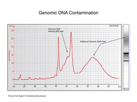 Ppt Interpretation Of Agilent 2100 Bioanalyzer Data Powerpoint Presentation Id 5194377