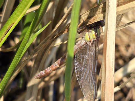 Natural Connections Looking Into The Lives Of Dragonflies