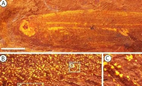 15 Million Year Old Fish Fossil Discovered In Australia With Its Last Meal Still Intact