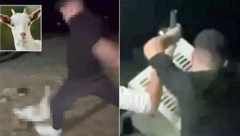 Capretta Uccisa A Calci Ad Anagni Il Pm Di Frosinone Chiede L