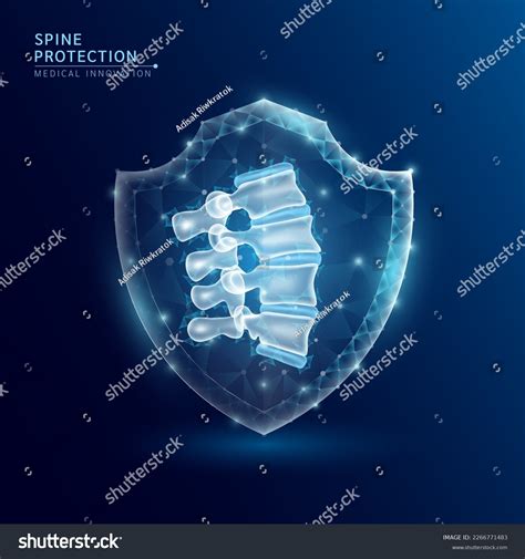 Human Spine Bone Anatomy Organ Translucent Stock Vector Royalty Free