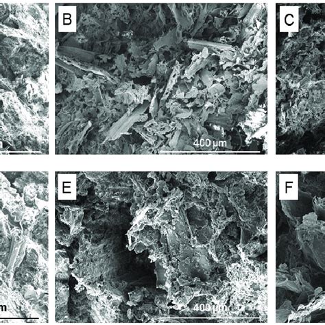 Sem Micrographs Of The Inner Structure Of Samples With Different