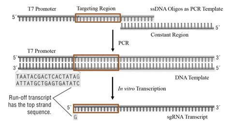 Sgrna Synthesis New England Biolabs Gmbh
