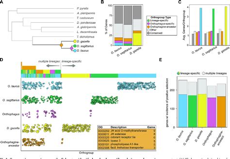Figure 2 From Genome Evolution And Divergence In Cis Regulatory