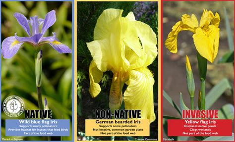 What Is The Difference Between An Iris And A Lily At Linda Green Blog