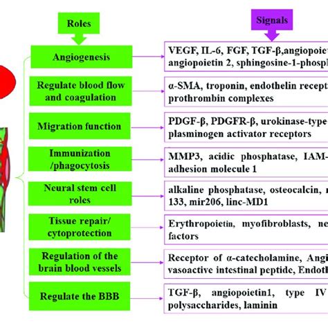 Main Functions Of Pericytes Pericytes Exert Divers Functions Via Download Scientific Diagram