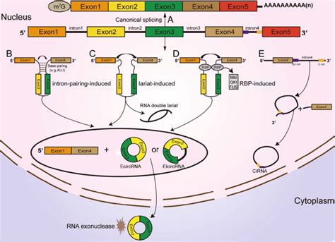 Classification And Biogenesis Of Circrnas A Canonical Splicing Download Scientific Diagram