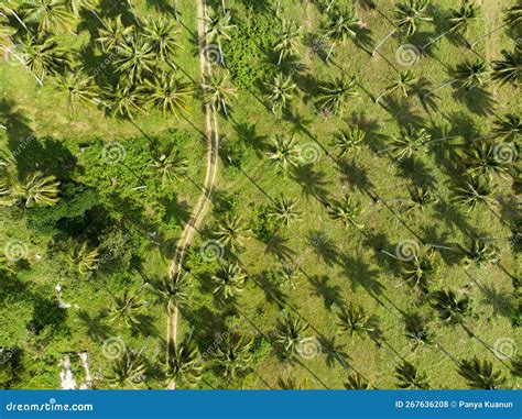 Top View Aerial Shot Of The Coconut Palm Grove And Shadows From Coconut