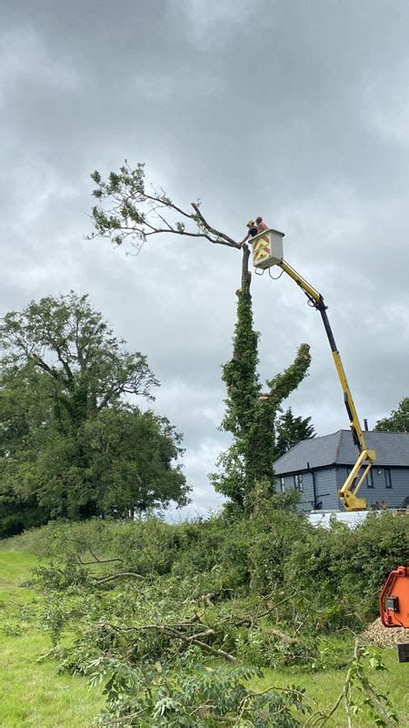 Cherry Picker East Devon Tree Surgery Using Cherry Pickers