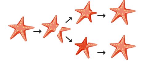 Fragmentation MooMoo Math