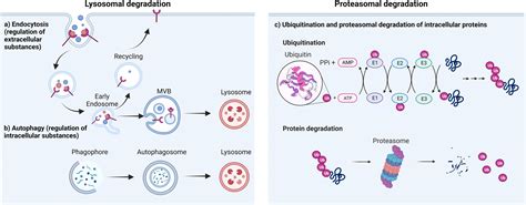 Regulated Protein Degradation At Victoria Jenkins Blog