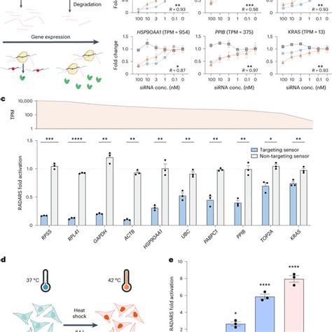 Application Of Radars To Multi Input Sensing Inducible Cell Death And Download Scientific